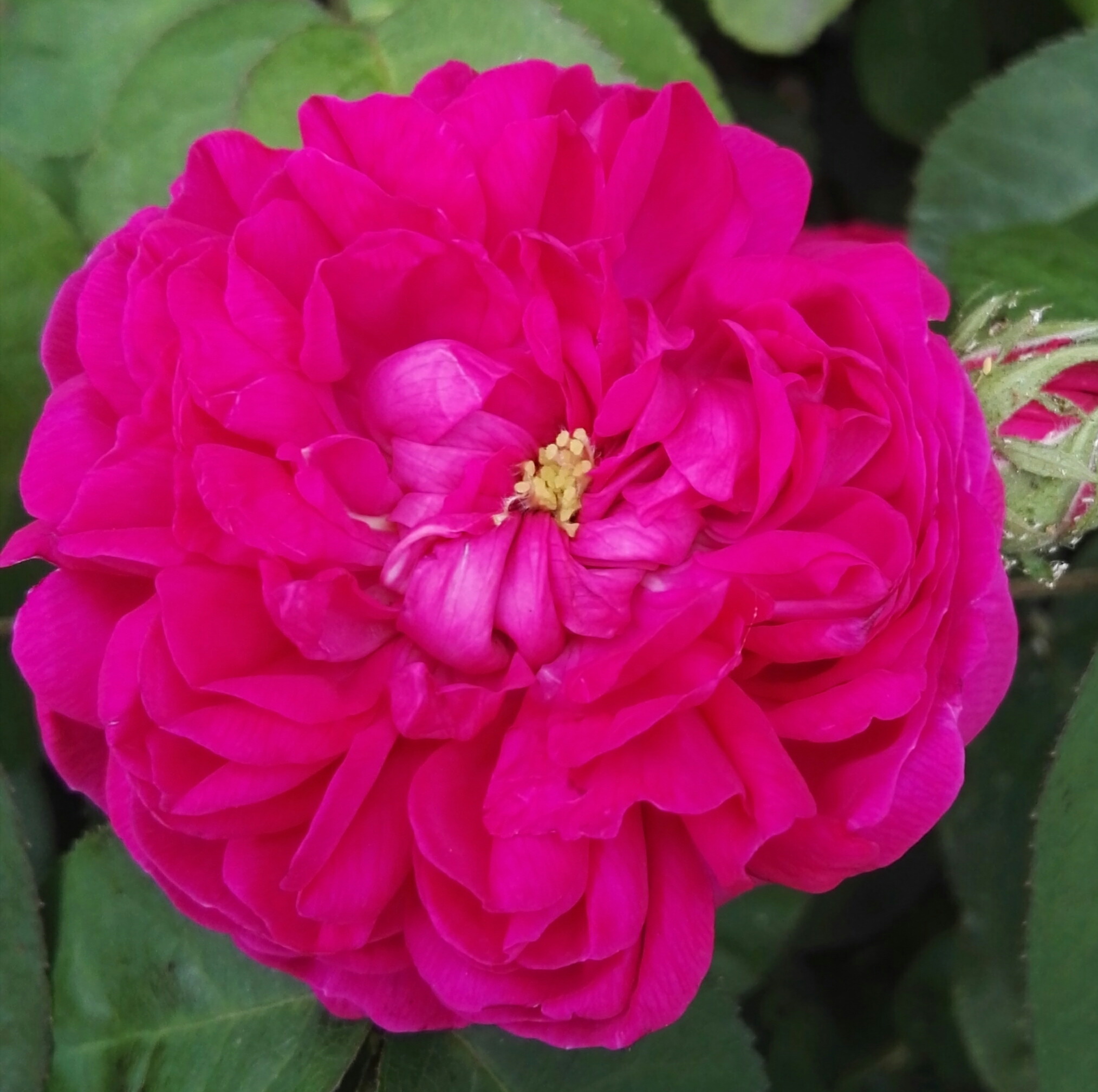 Mark Bellinghaus "Der Name der Rose ist Hitler", oder "Der moderne ...